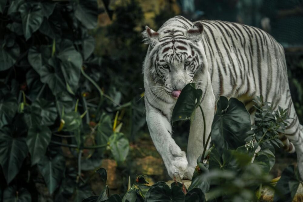Key tiger habitat swamped by deadly Bangladesh cyclone • Muser Press