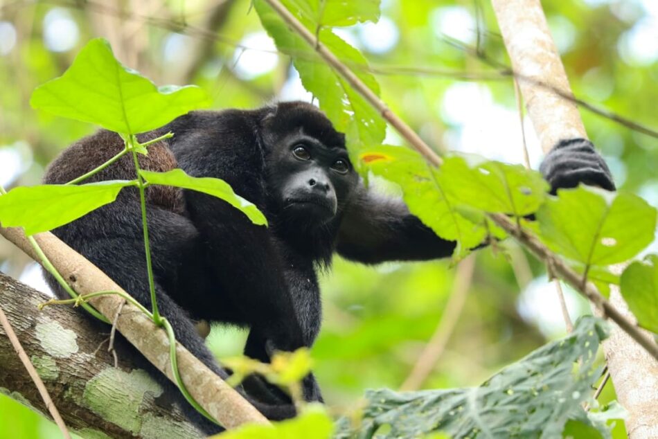 Howler monkeys drop dead during Mexico heat wave • Muser Press