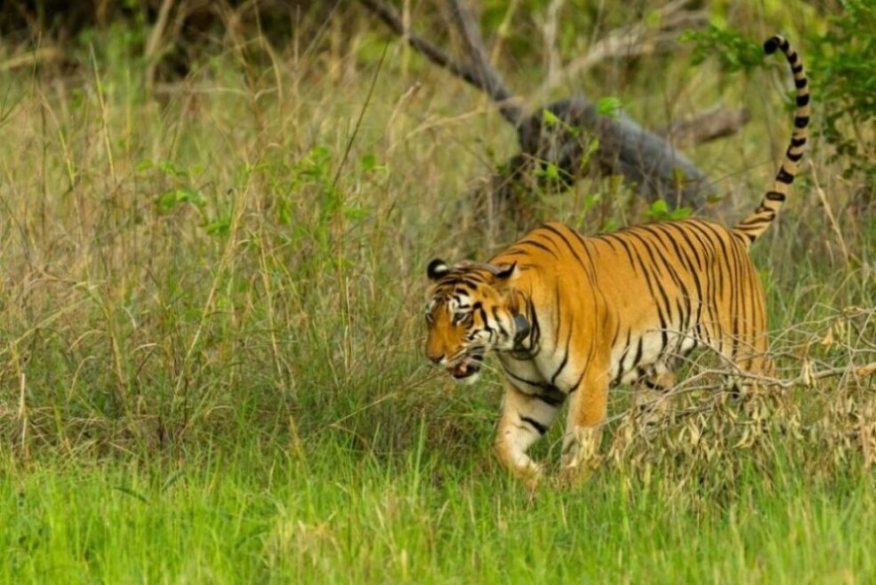 India plans 'historic' tiger transfer to Cambodia this year • Muser Press