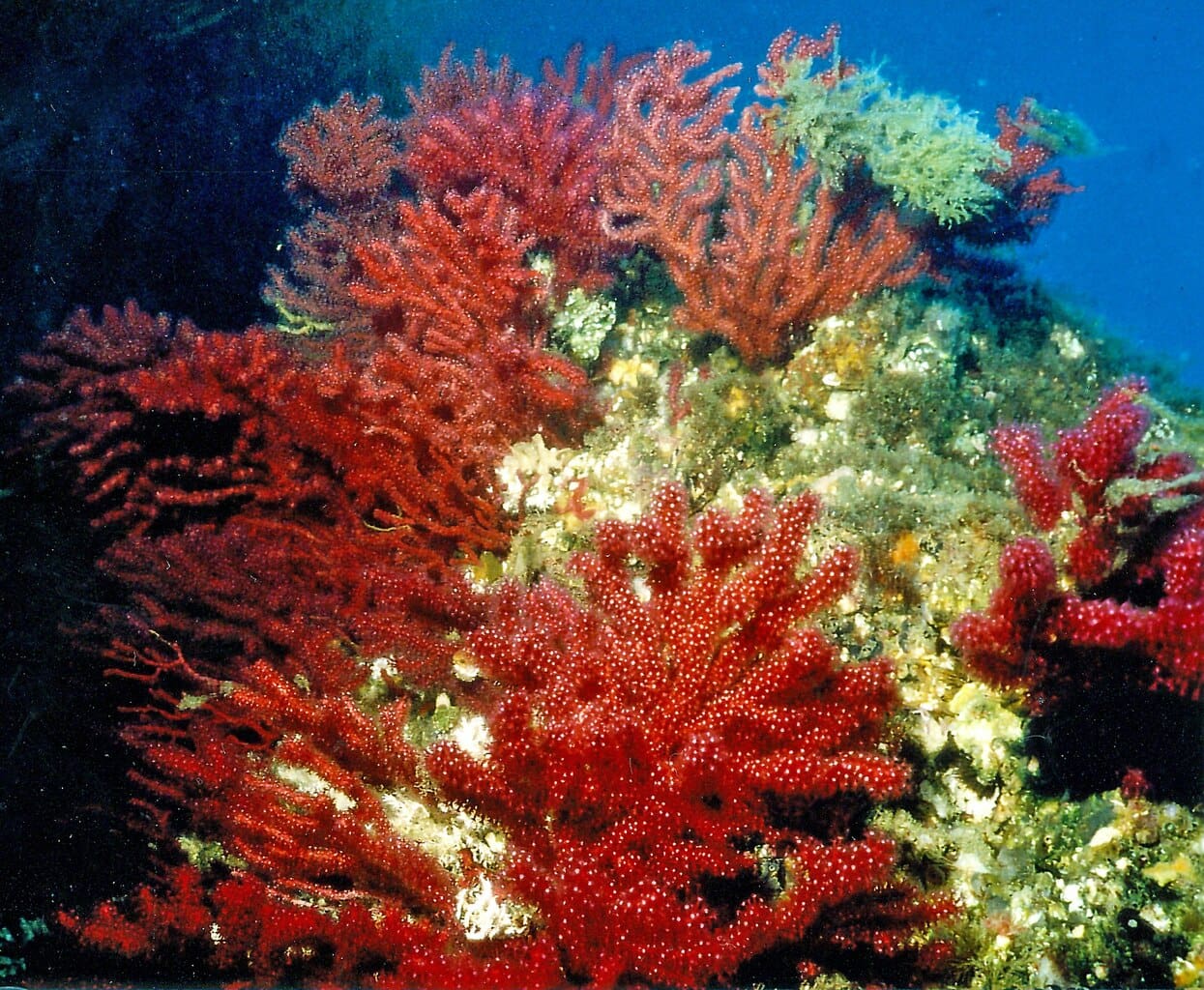 Marine heatwaves devastate red gorgonians in the Medes Islands • Muser ...