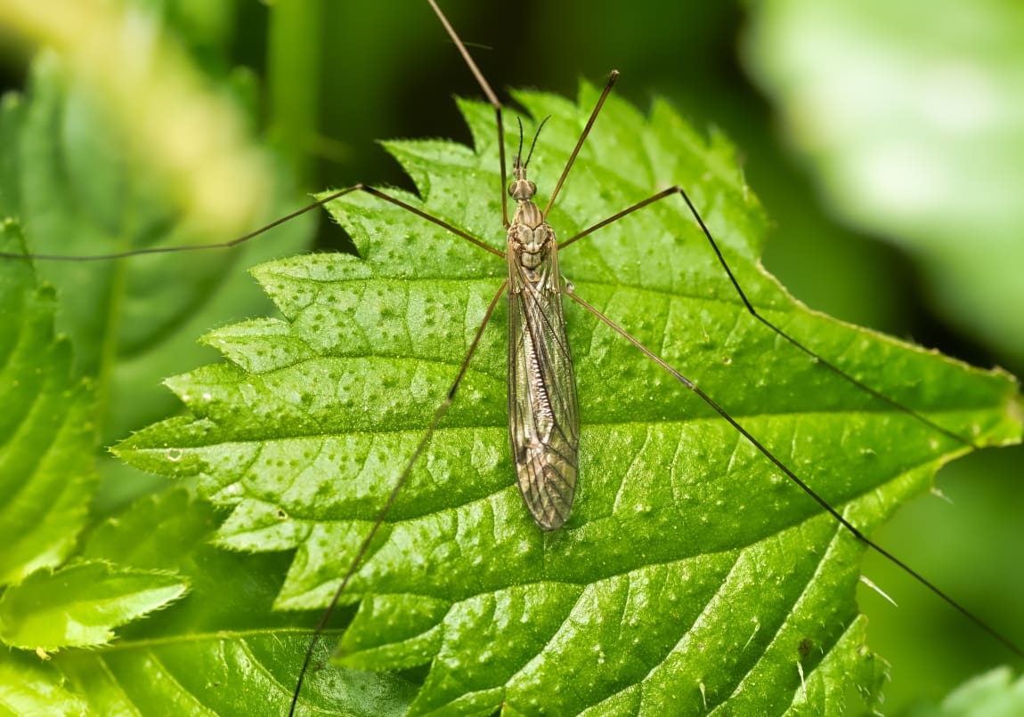 Climate change accelerates emergence of insects • Muser Press