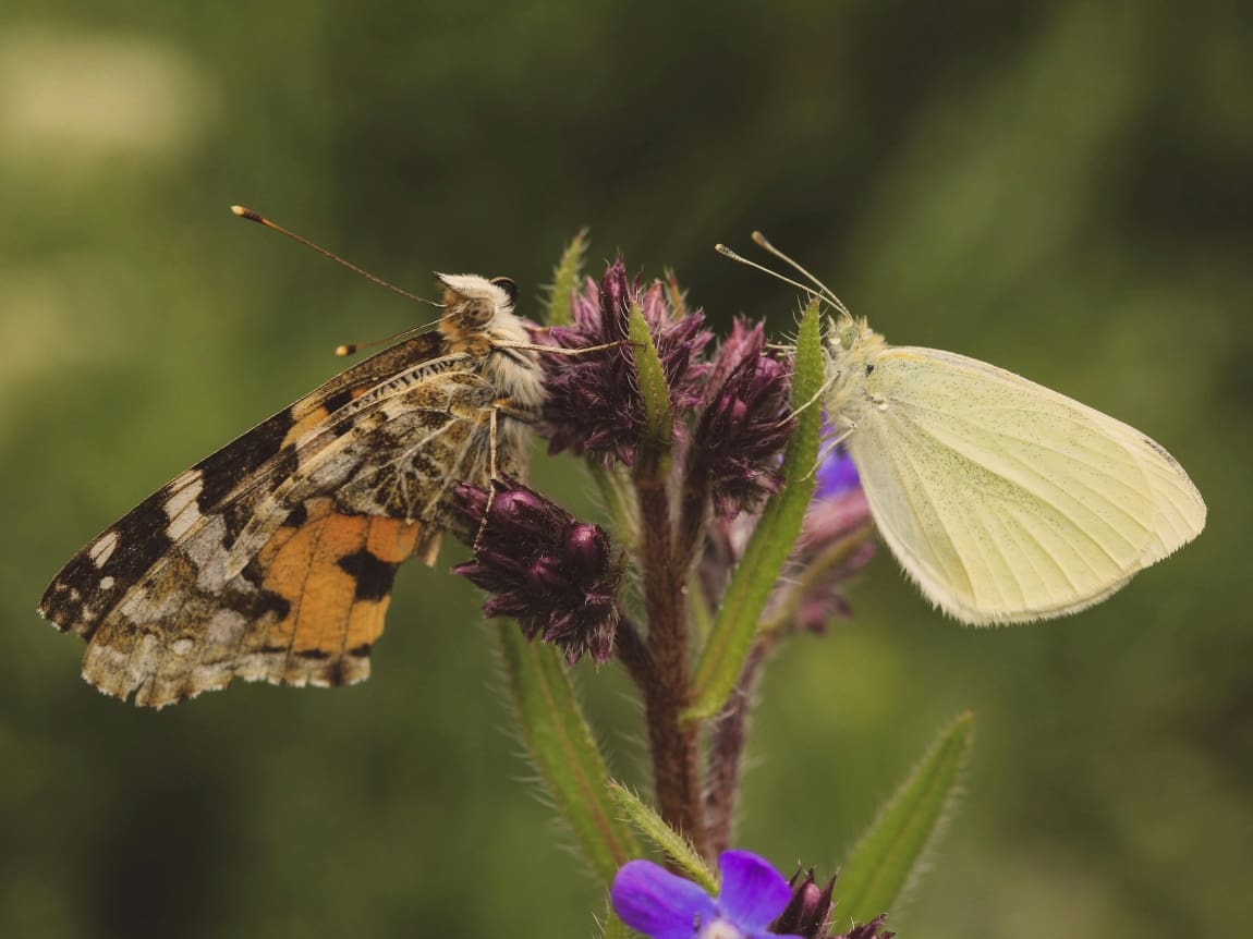Millions of insects migrate through 30-metre Pyrenees pass • Muser Press
