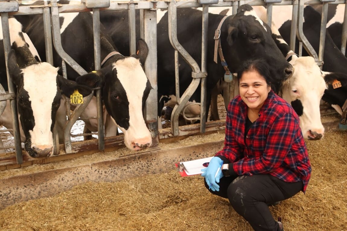 Understanding how a red seaweed reduces methane emissions from cows ... Understanding how a red seaweed reduces methane emissions from cows ...