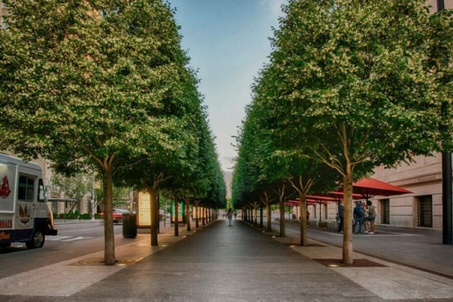 Urban trees suffer more from heat and drought than rural trees, study ...