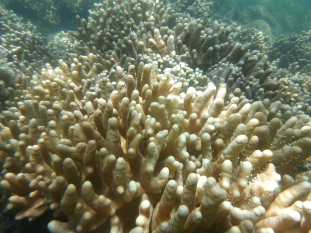 Great Barrier Reef facing catastrophic damage, research shows • Muser Press