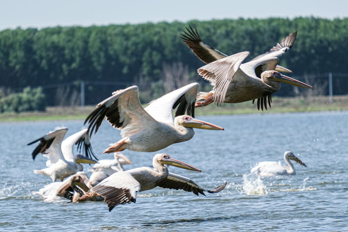 Reclaimed by floods, wildlife returns to Romania's Danube Delta • Muser ...