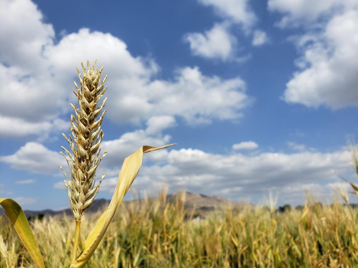 Century-old barley experiment unlocks genetic secrets for climate ...