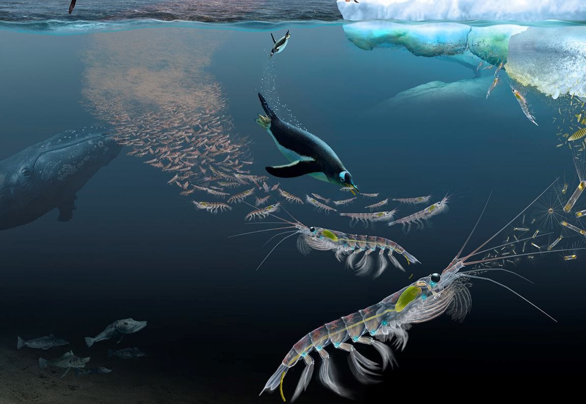 Antarctic krill lock away carbon on par with seagrass and mangroves ...
