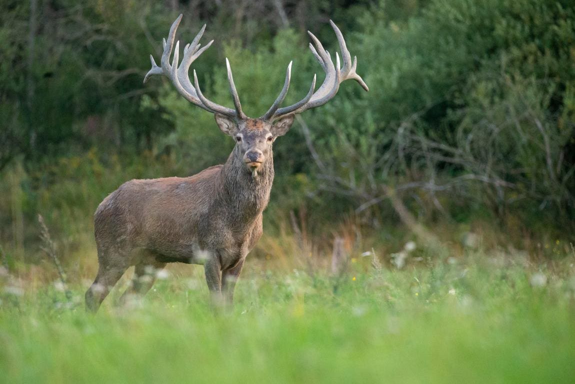 Climate change is reshaping deer populations globally • Muser Press
