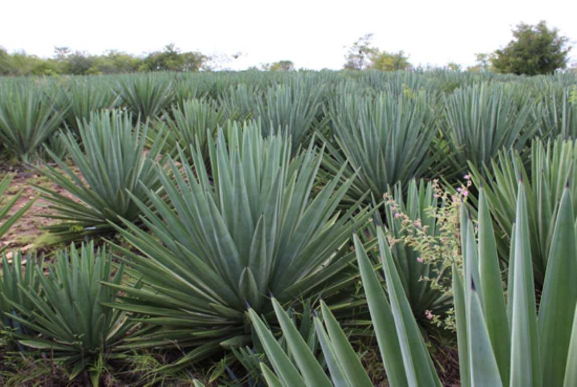 Brazilian researchers work to transform agave into the ‘sugarcane of ...