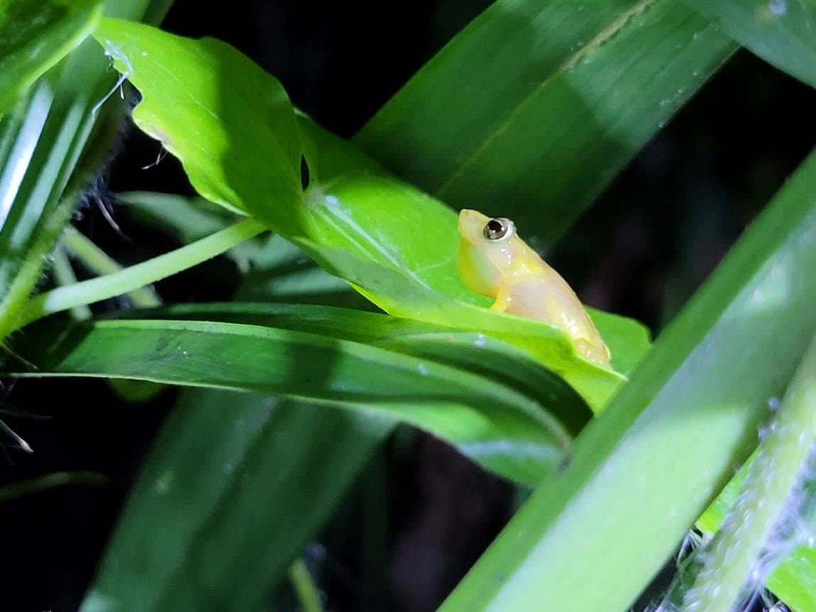 Using economic strategy to save Puerto Rico’s endangered coquí frog ...