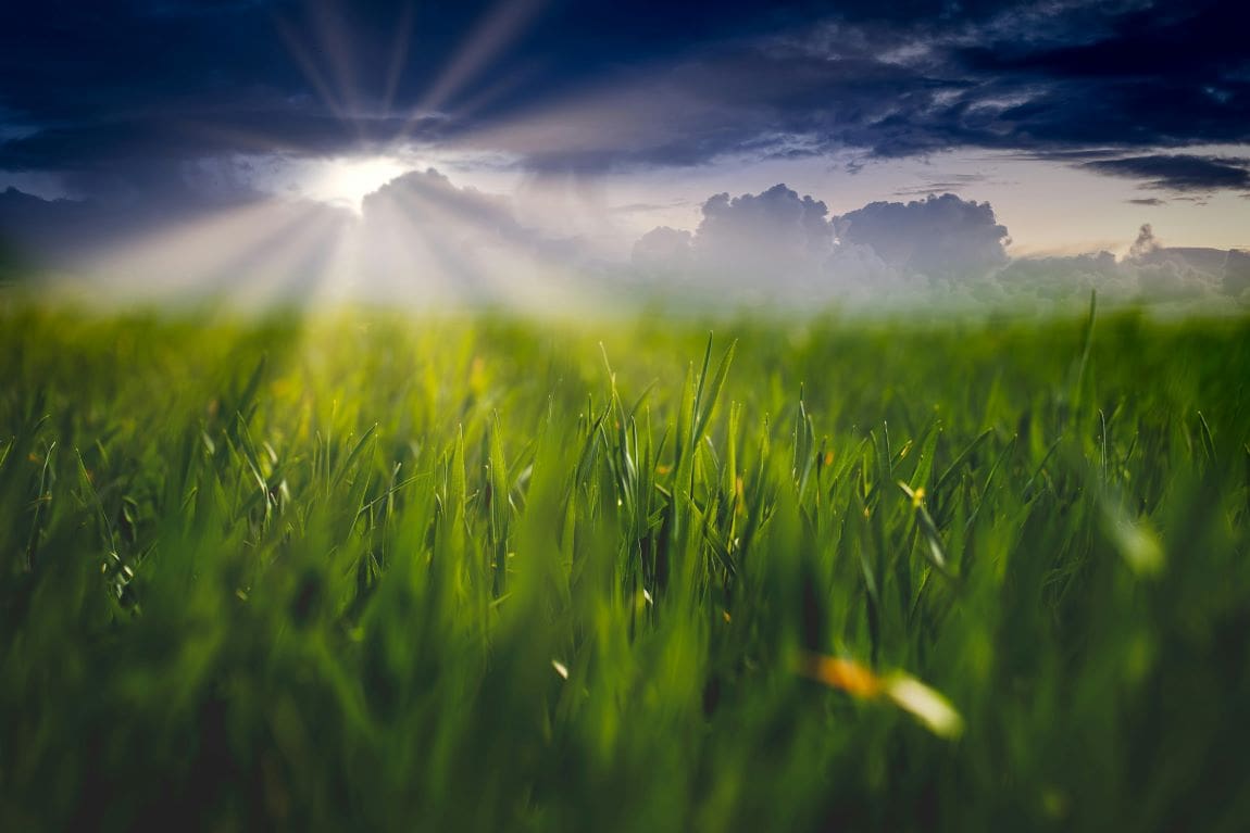 Grassland biodiversity faces faster decline from combined CO2 and ...