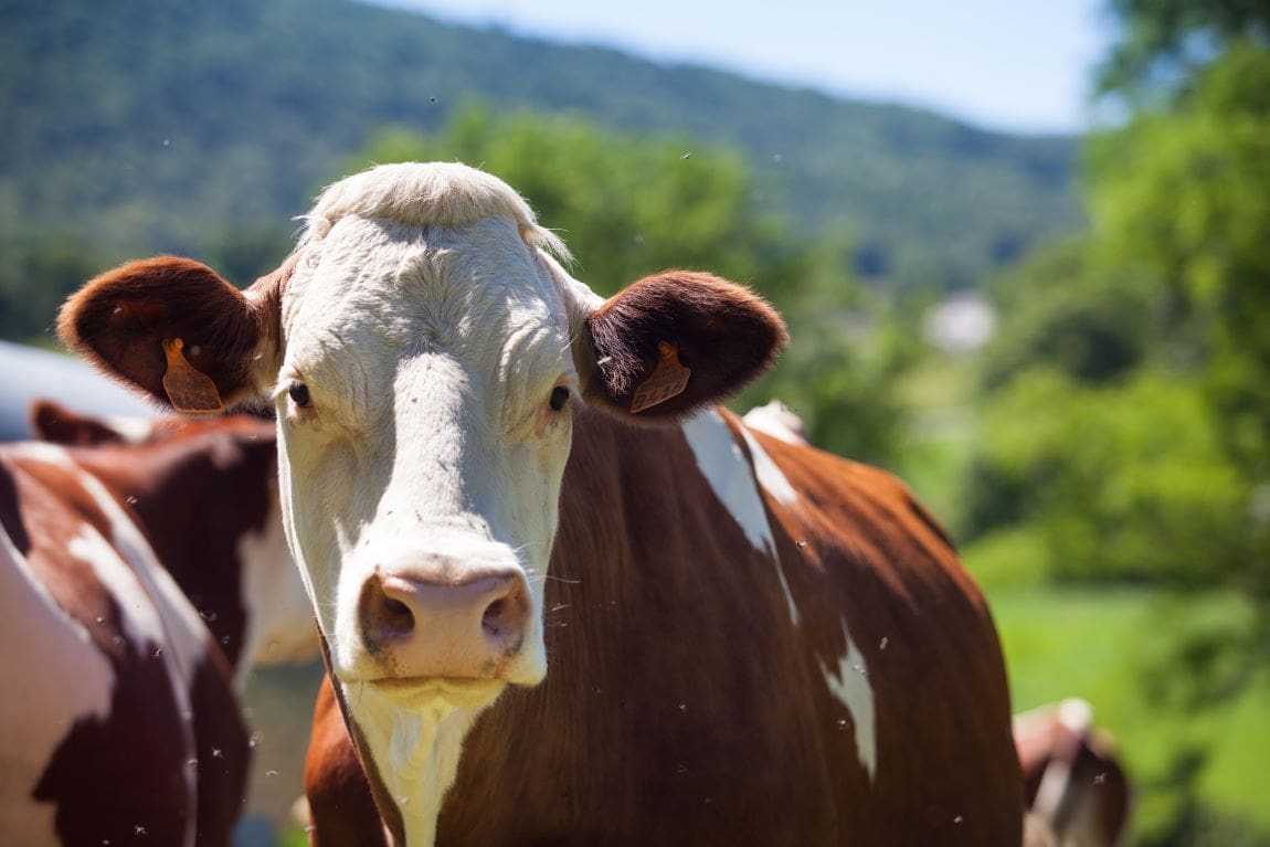 Turning dairy farm methane into biogas could save UK £400 million ...