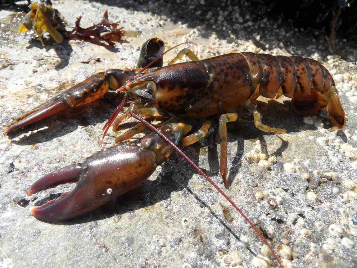 American lobster population, habitat preferences shifting, study finds ...