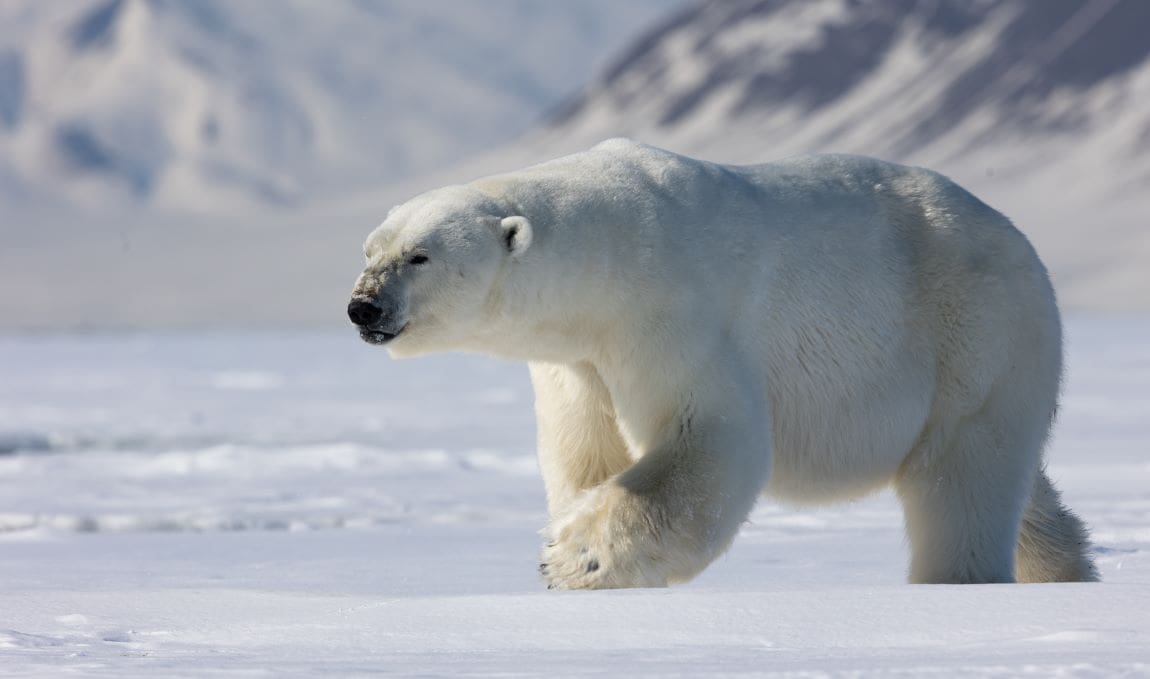 Climate change threatens Arctic ecosystems, triggering cascading ...