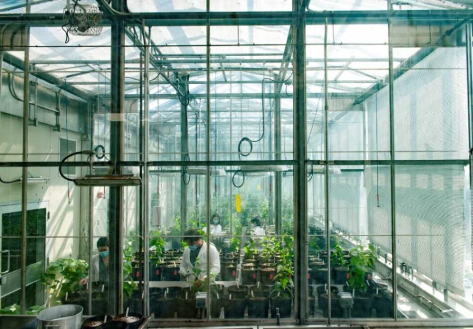Trees show resilience in adapting to climate change • Muser Press