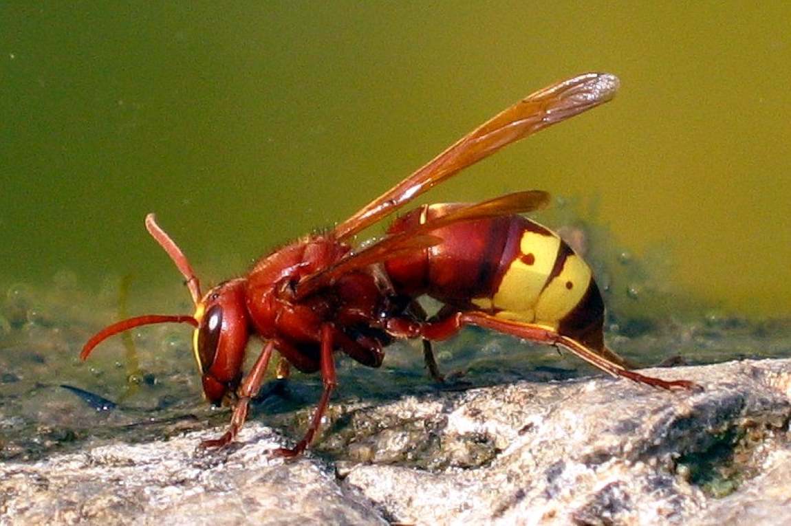 What wasps can teach humans about surviving high alcohol consumption ...