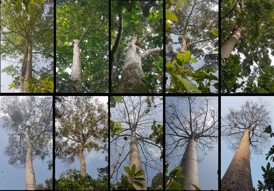 Building climate resilient cocoa farming in West Africa • Muser Press