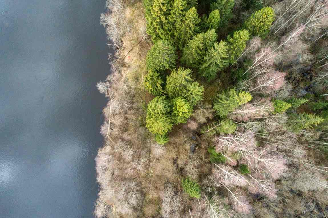 Satellite imagery offers new hope for coastal forests threatened by ...