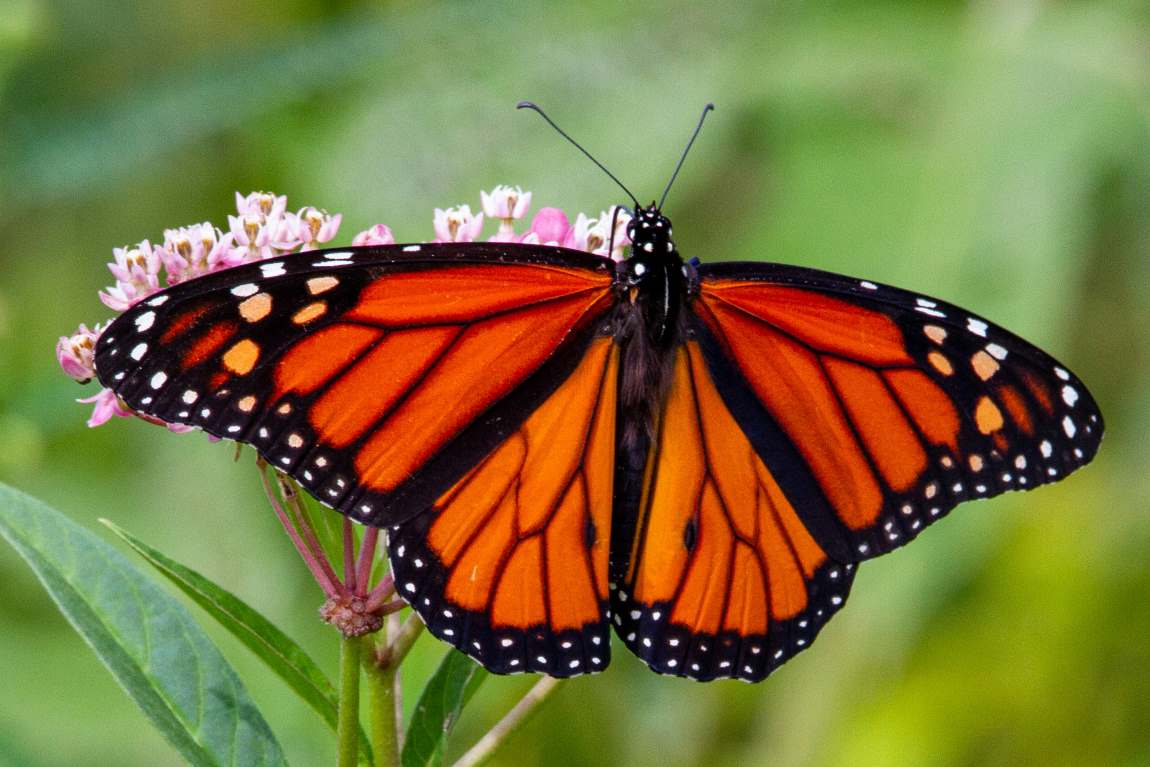 US moves to save once-common monarch butterflies from extinction ...
