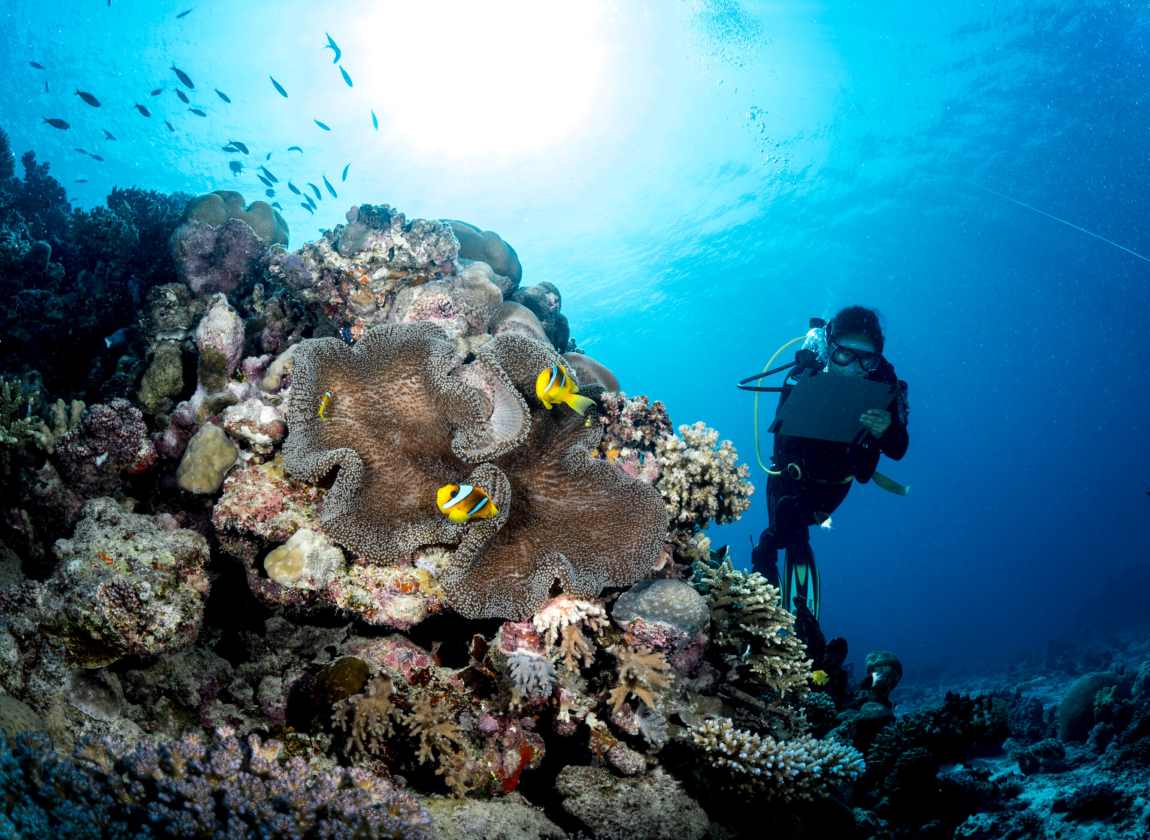 Coral reef restoration as a crucial strategy for ecosystem resilience ...