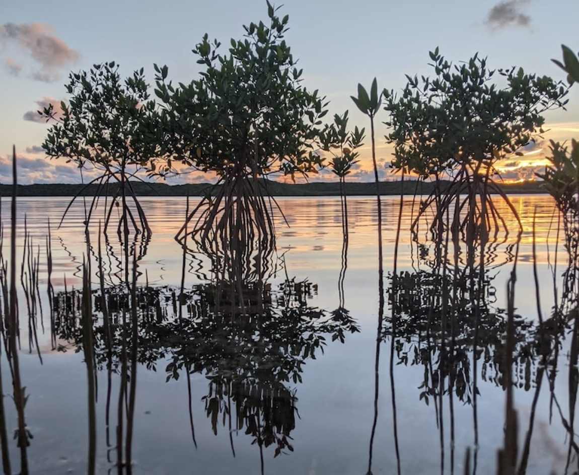 Mangroves save $855 billion in global flood protection, study finds ...