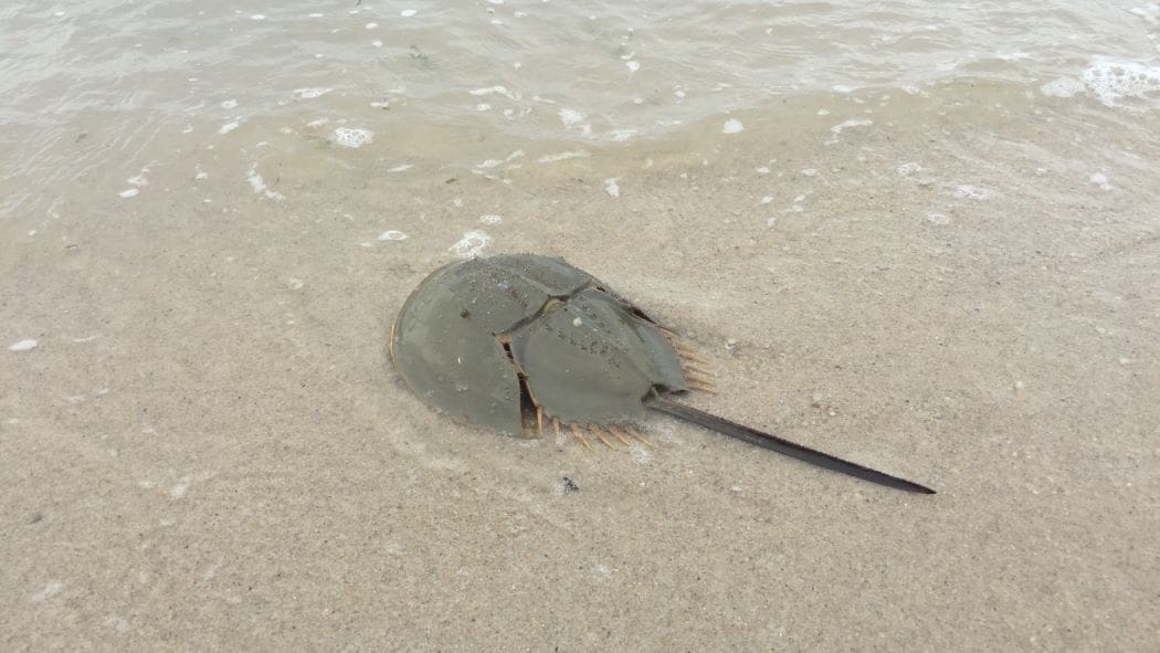Conservation strategies mapped for Asia’s horseshoe crabs • Muser Press