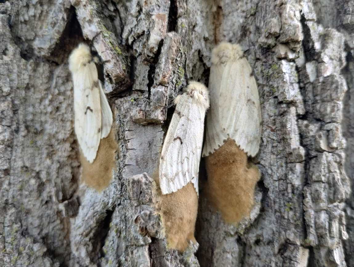 Spongy moth outbreaks worsen as climate change accelerates forest ...