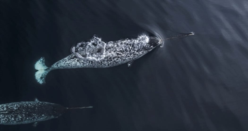 Narwhals use tusks for hunting, exploration, and social behaviors ...