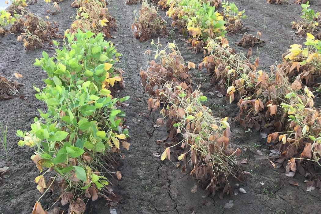 Flooding stress in soybeans: Impact on yield and seed composition ...
