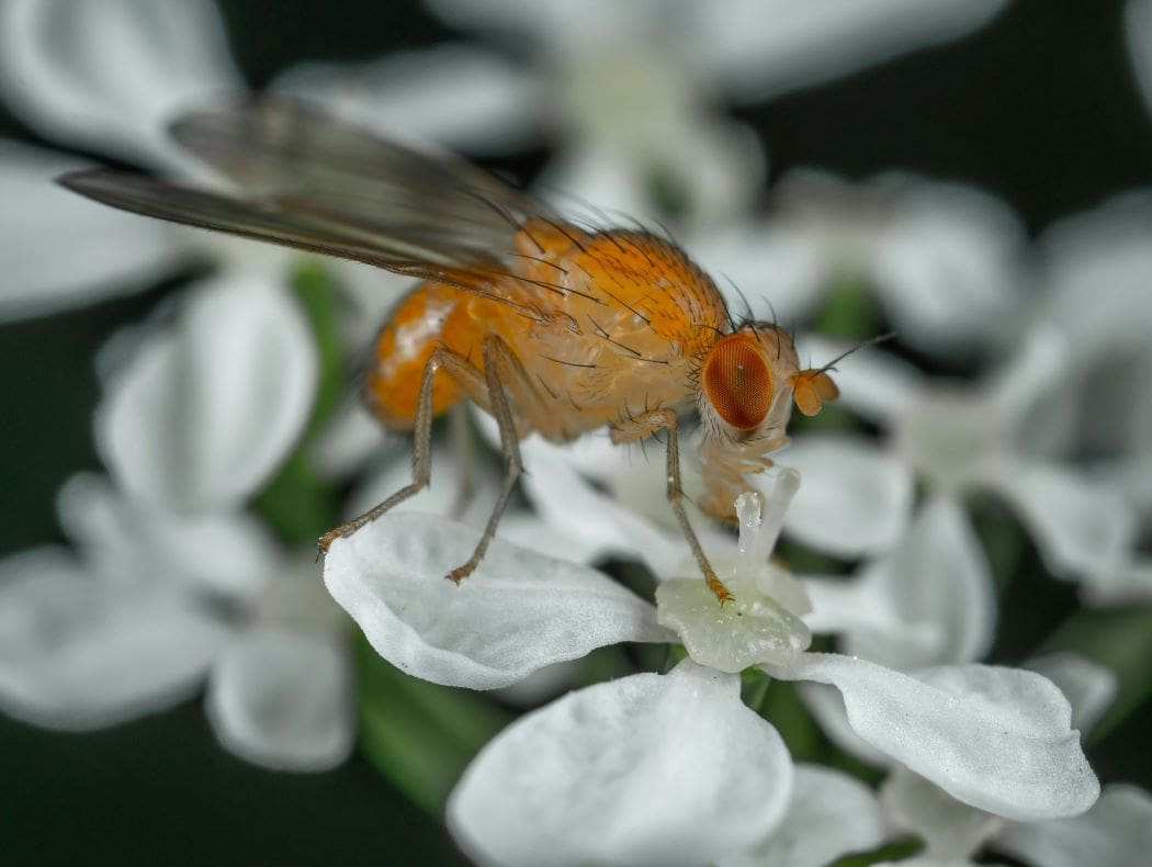 Flies, temperature, and evolution: adapting to a changing world • Muser ...